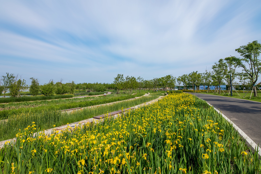 Suzhou Huanyuandang ecological restoration and shoreline linkage ...